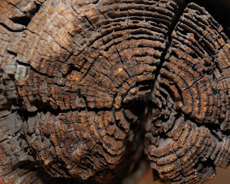 The age of the tree stock photo. Image of lumber, center - 9272446