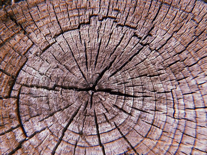 Age-tree stock photo. Image of tree, ages, treetrunk - 218008216