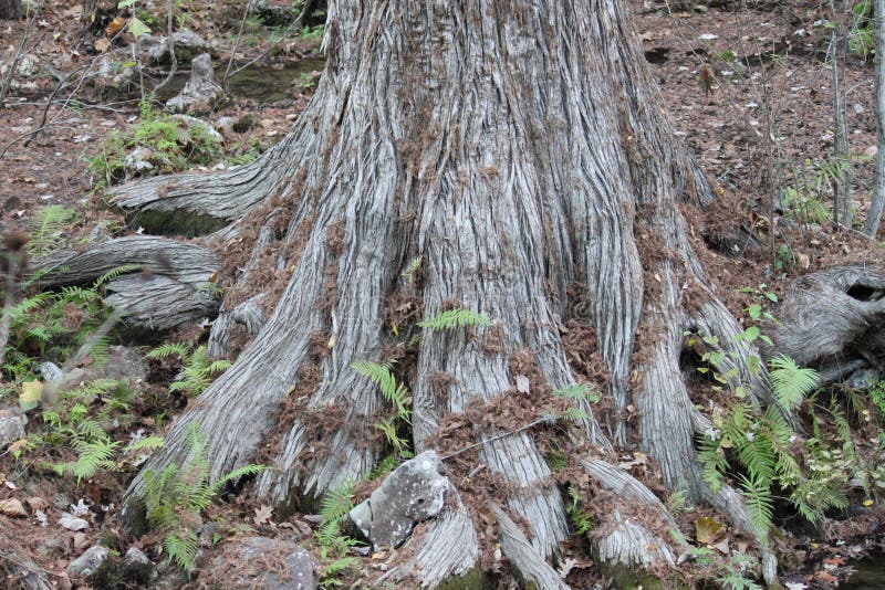 Age of tree life time stock photo. Image of beautiful - 105079912
