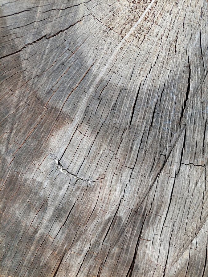 The Age of Trees. the Texture of Wood Created by Nature. Stock Photo ...