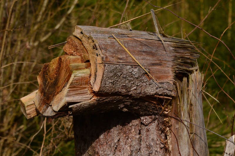 Aged and Broken Tree Trunk in a Vibrant Green Field Stock Image - Image ...