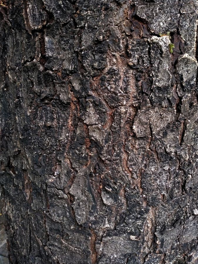 Aged Tree Texture Background Stock Image - Image of retro, rough: 197242401