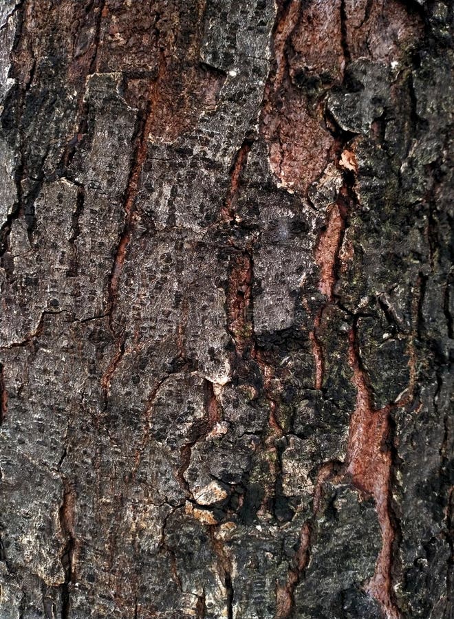 Aged Tree Texture Background Stock Image - Image of board, decor: 197242435