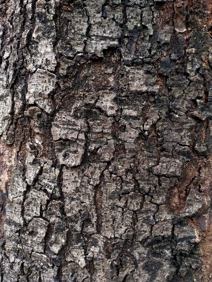 Aged Tree Texture Background Stock Photo - Image of forest, design ...