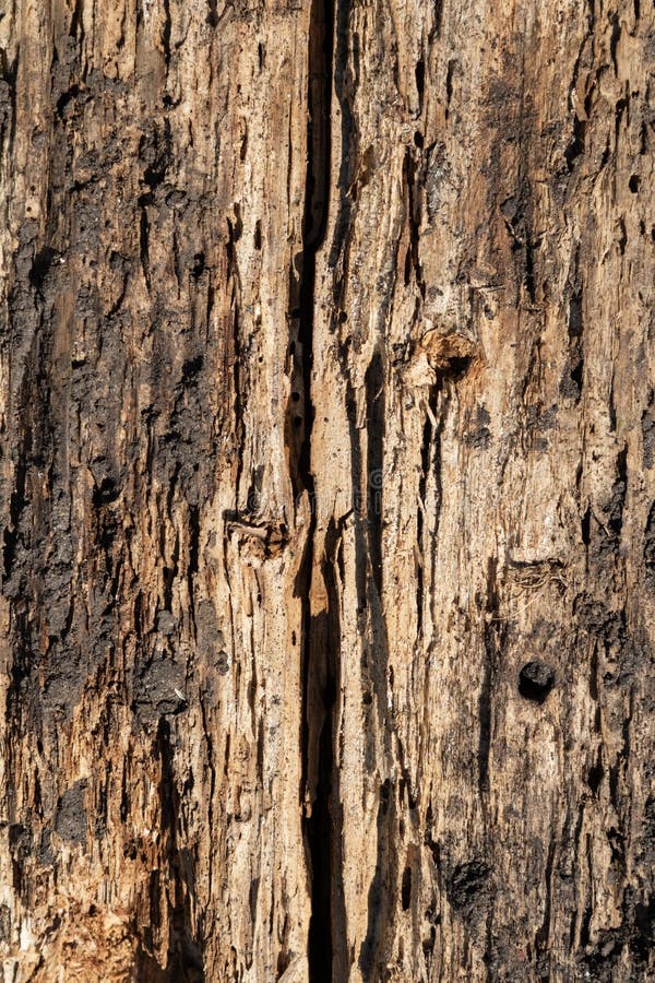 Aged Wood Closeup Surface Texture in Poor Condition Stock Photo - Image ...