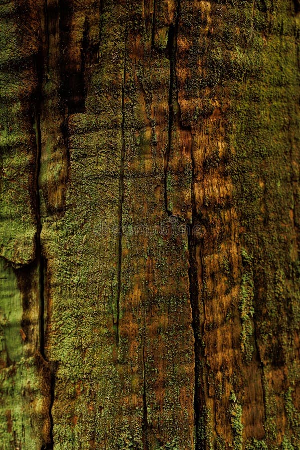 An Old Green Tree with Peeling Bark and a Bit of Moss Stock Photo ...