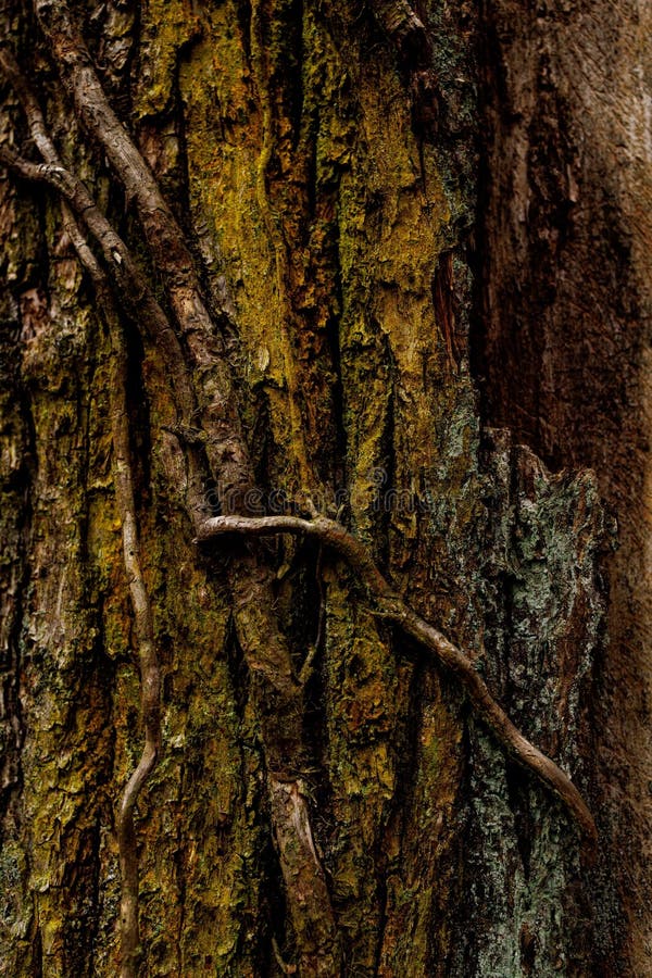 Aged Evergreen Tree with a Weathered Bark Texture, Partially Covered in ...