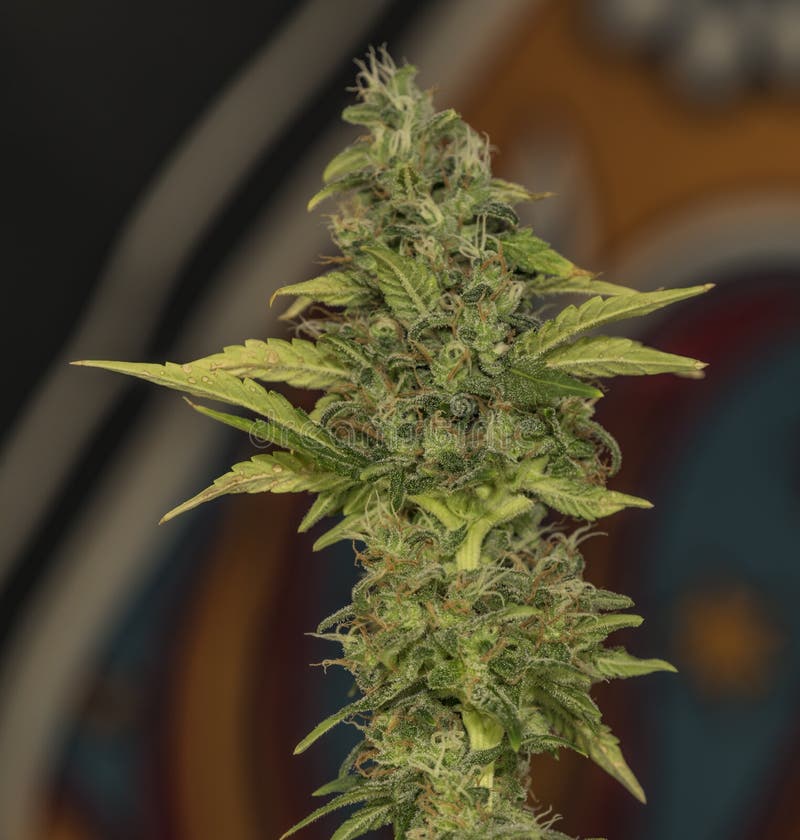 Aged Green Bloom of Medical Marijuana Stock Image - Image of background ...