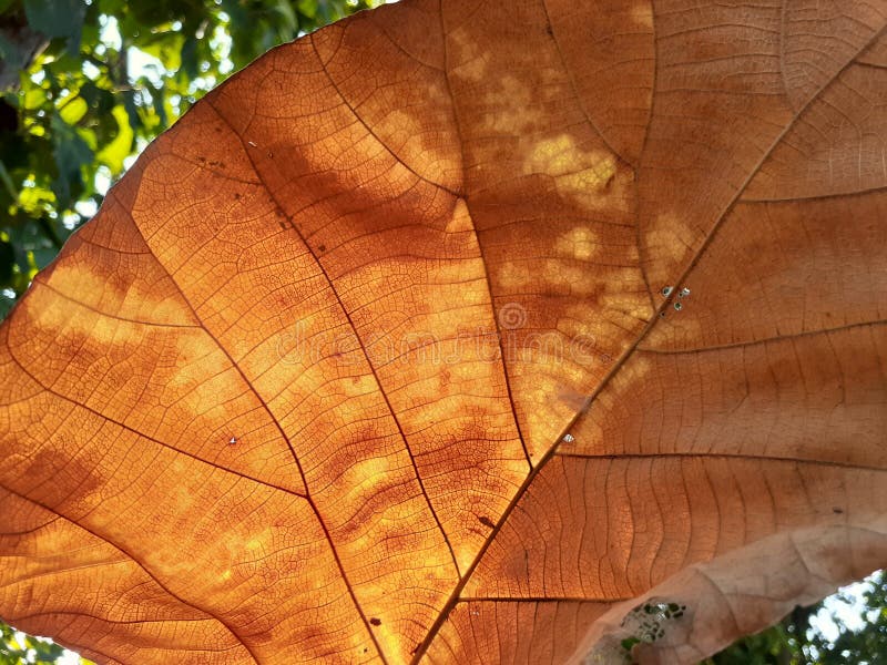 Aged Leaf with Back Light Scattering Stock Photo - Image of back, vein ...