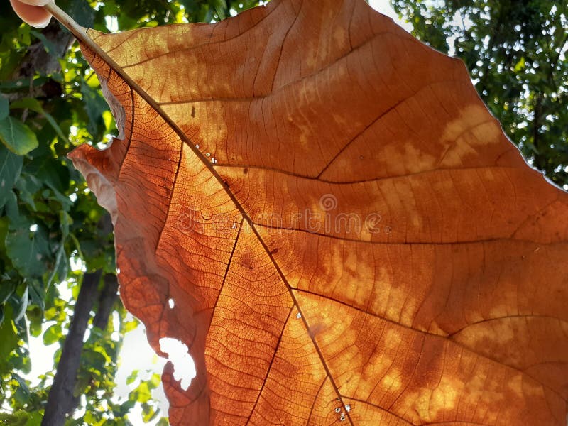 Aged Leaf with Back Light Scattering Stock Photo - Image of scattering ...