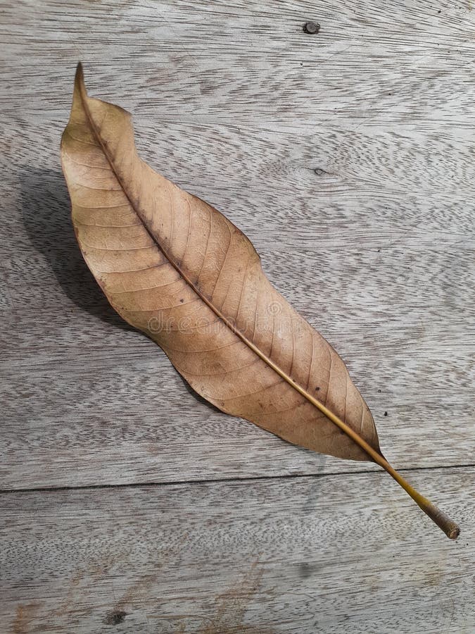 Aged Leaf on Wood Desktop stock photo. Image of pine - 161132172