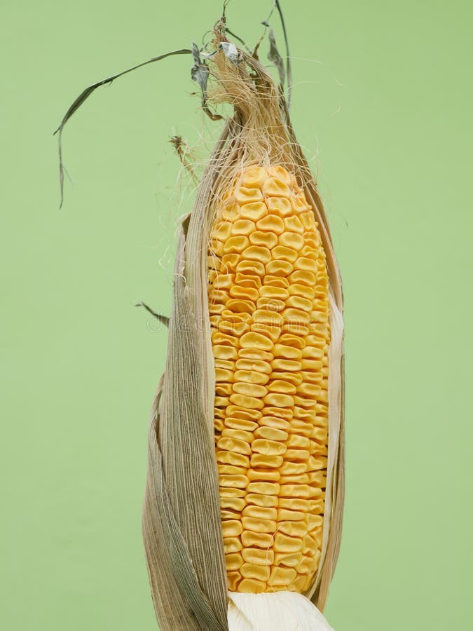 Aged Maize Close Up View ,corn Seeds Stock Image - Image of isolated ...