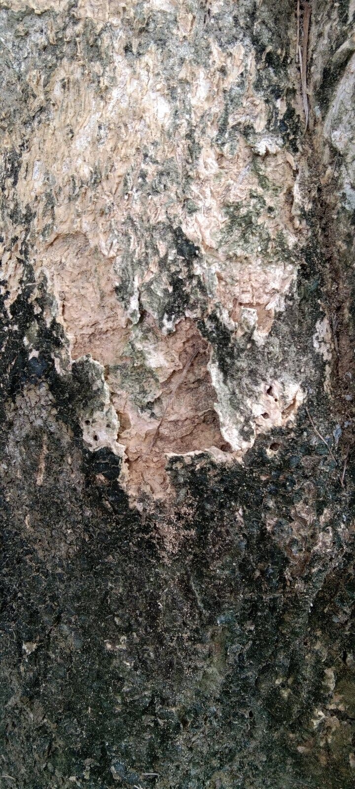 Aged Moringa Tree Bark Stock Photos - Free & Royalty-Free Stock Photos ...