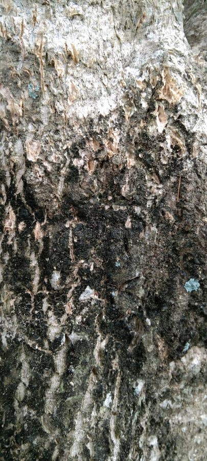 Aged Moringa Tree Bark Stock Photos - Free & Royalty-Free Stock Photos ...