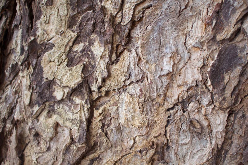 Aged Oak Tree Bark Closeup Texture Photo. Rustic Tree Trunk Closeup ...