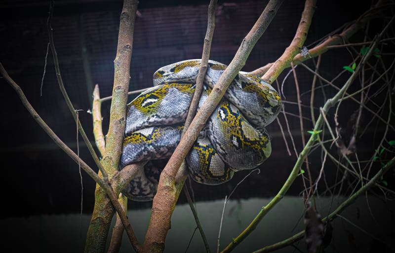 Aged Old Python Rolled Over Tree Trunk. Stock Image - Image of pilikula ...