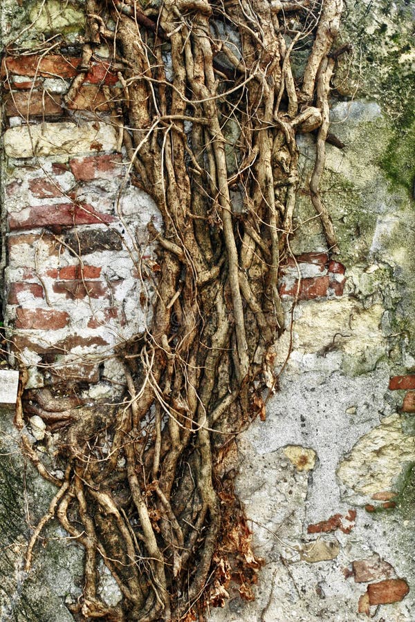 Roots of an aged tree stock photo. Image of balboa, aged - 15666844