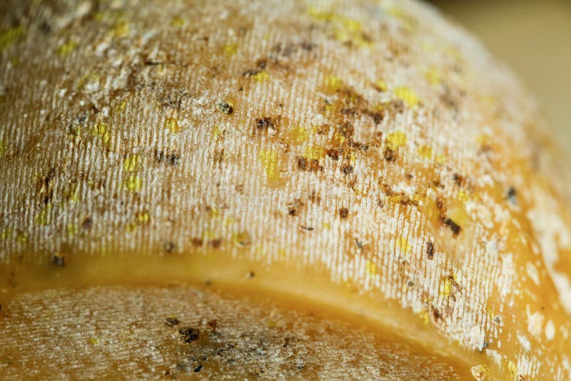 Aged Organic Gourmet Cheese Rind Stock Photo - Image of cuisine, cheese ...