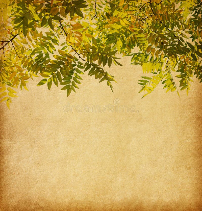 Aged Paper Texture with Branch of Autumn Leaves. Stock Image - Image of ...
