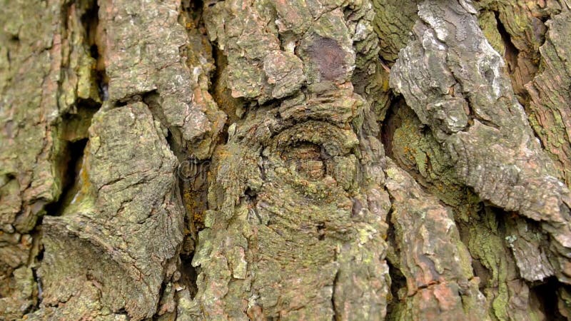 Pine Tree with Bark Texture. Macro Shot Stock Video - Video of tree ... Pine Tree with Bark Texture. Macro Shot Stock Video - Video of tree ...