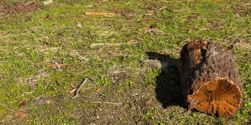 Aged Pine Tree Log Isolated. Copy Space on the Left Stock Photo - Image ...