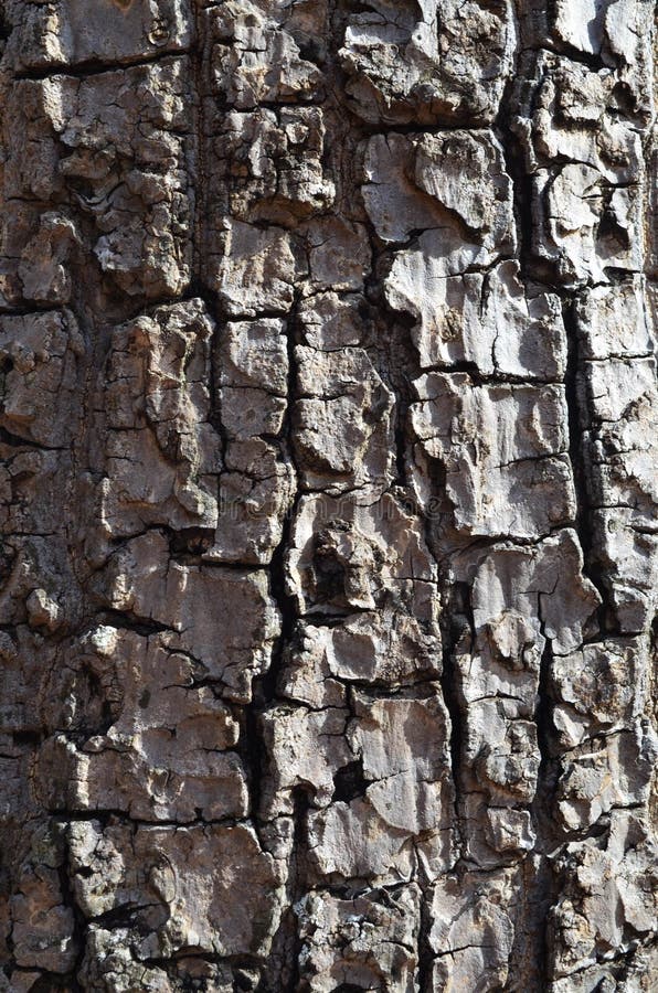 Aged Pine Tree Texture stock image. Image of skin, aged - 70079275