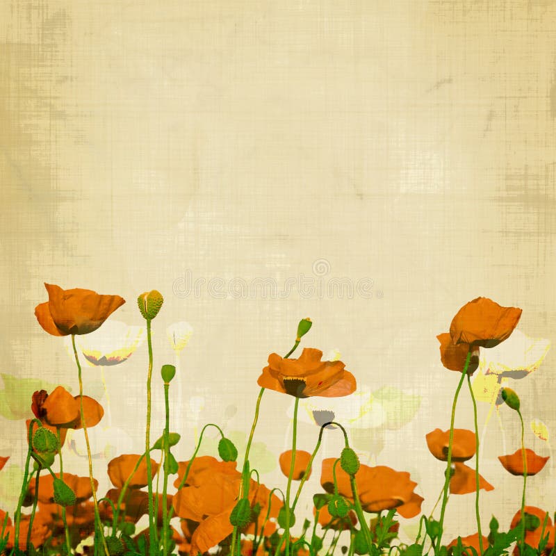 83,341 Poppies Stock Photos - Free & Royalty-Free Stock Photos from ...