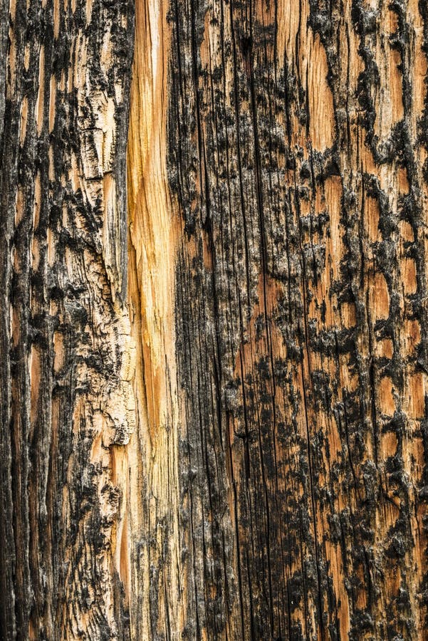 Aged Spruce Pine Wood Plank Wall Detail Stock Image - Image of ...