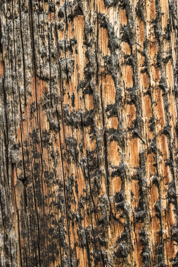Aged Spruce Pine Wood Plank Wall Detail Stock Image - Image of ...