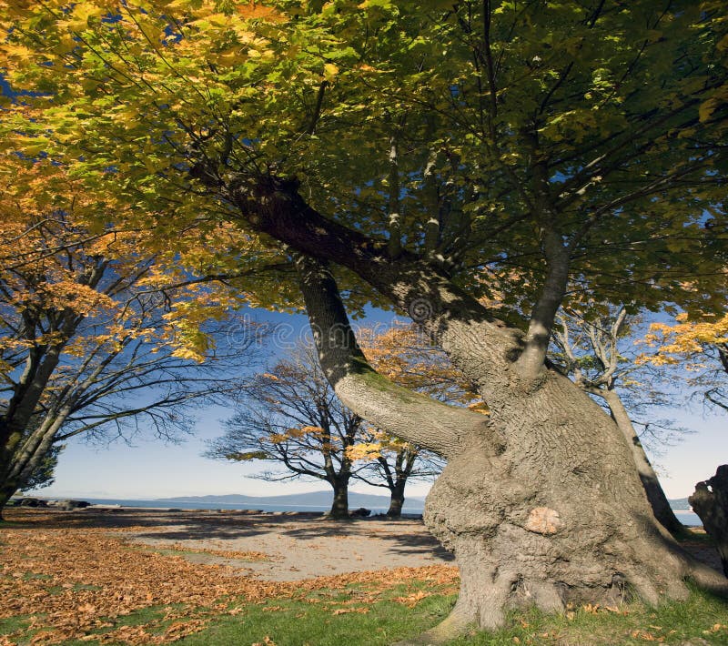 Aged strong tree stock photo. Image of branch, orange - 26868422