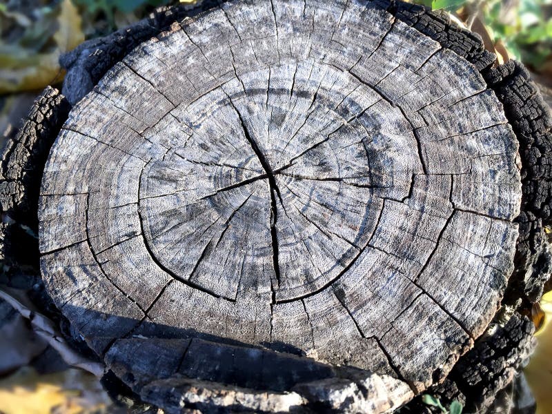 Tree core stock image. Image of stem, detail, bark, abstract - 5540891