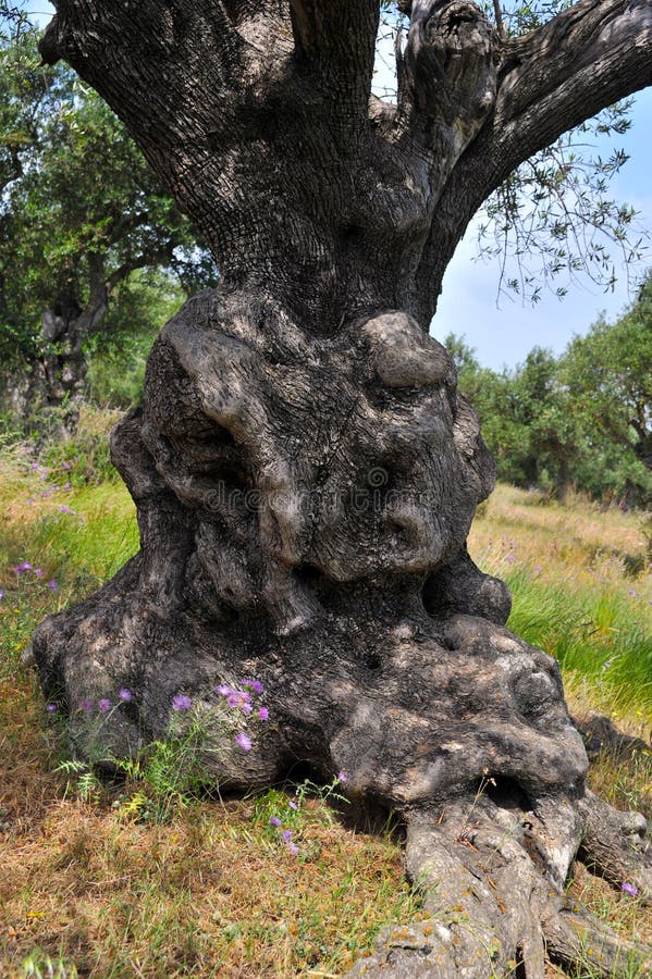 Aged tree stock photo. Image of agriculture, greece, root - 36538954