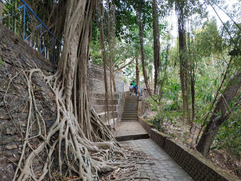 479 Tree Roots Stairs Stock Photos - Free & Royalty-Free Stock Photos ...