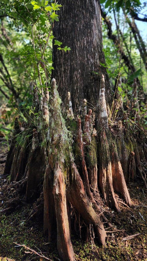 Aged Tree Stump Surrounded by Dense Forest Foliage. Stock Photo - Image ...