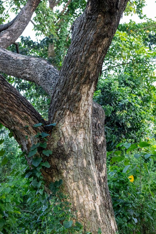 Aged Tree Trunk with Big Branches Inside of a Forest Stock Photo ...