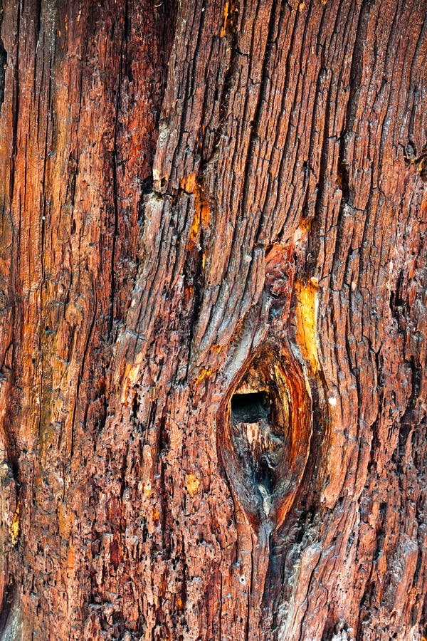 Aged Tree Trunk Surface Background Stock Photo - Image of material ...