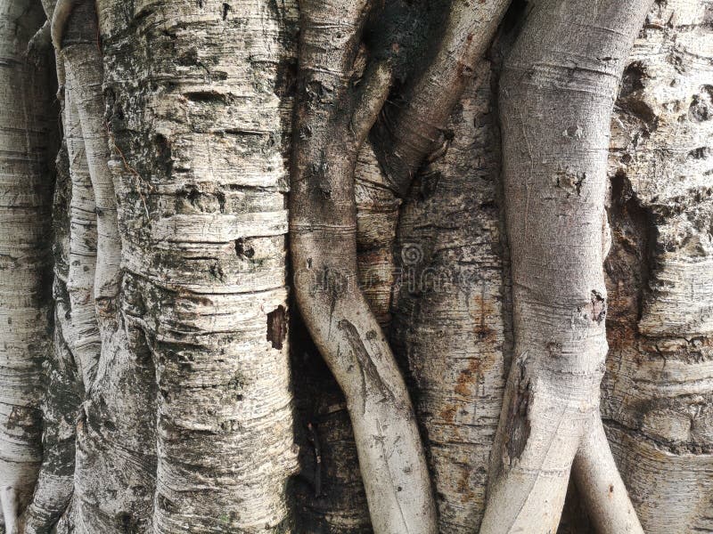Aged Trees with Their Intertwined and Layered Trunks. Stock Photo ...