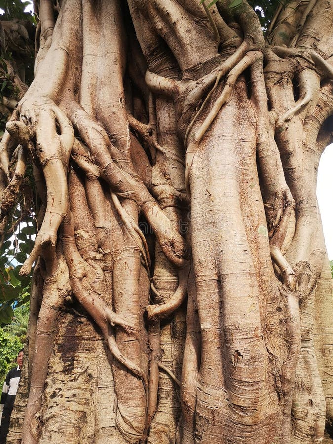 Aged Trees with Their Intertwined and Layered Trunks. Stock Image ...