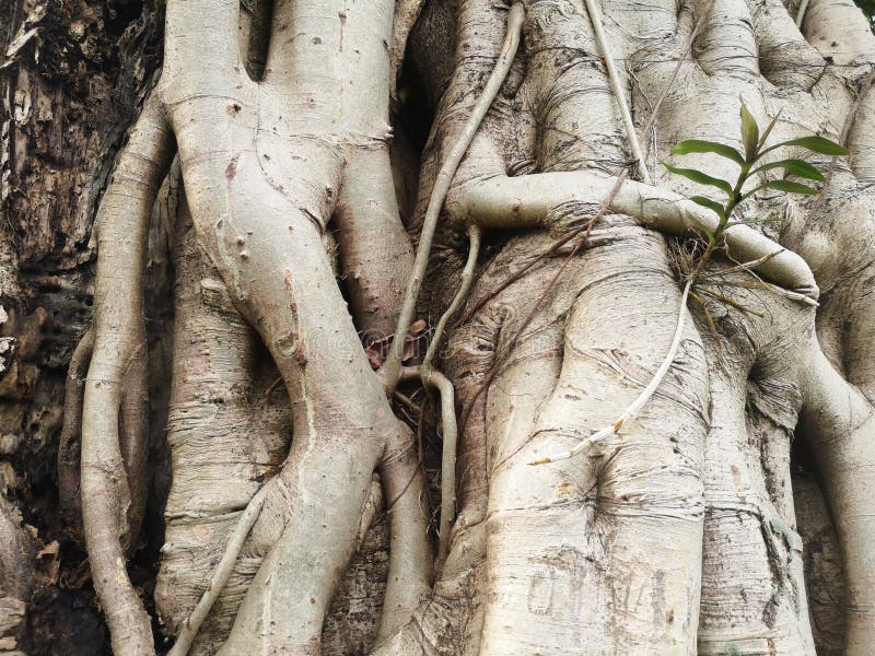 Aged Trees with Their Intertwined and Layered Trunks. Stock Photo ...