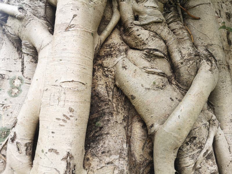 Aged Trees with Their Intertwined and Layered Trunks. Stock Image ...