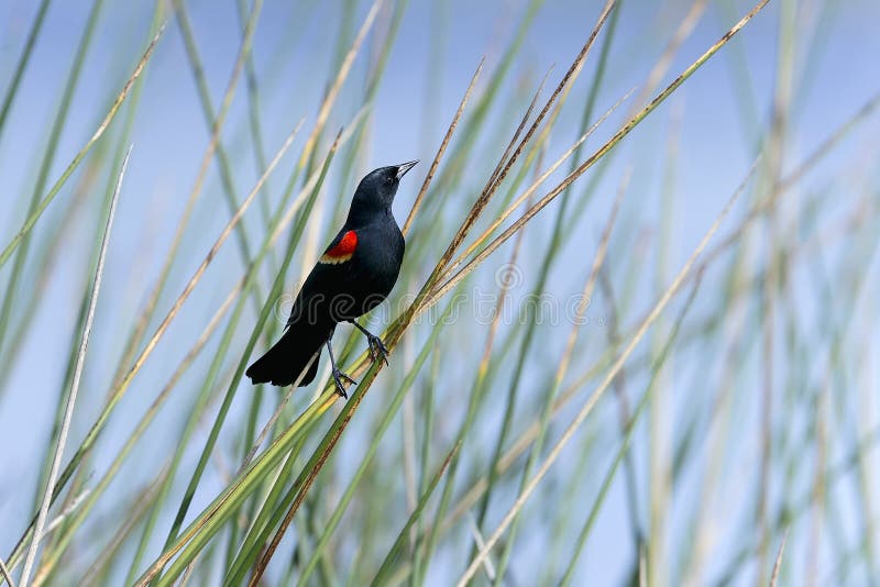 Agelaius Phoeniceus, Red-winged Blackbird Stock Image - Image of nature ...