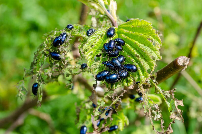 Agelastica Alni Alder Beetle Alder Leaf Beetle on Beech Leaf Selective ...