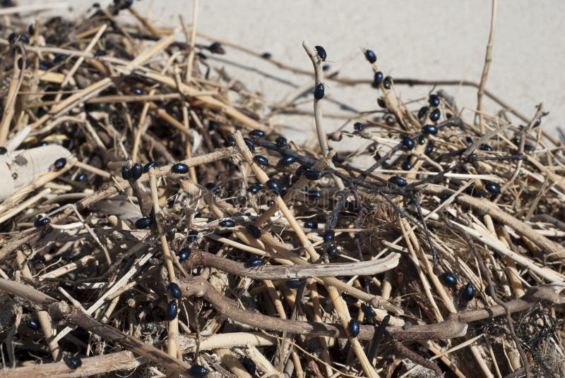Agelastica Beetles in Nature Stock Photo - Image of sermylini, ecology ...