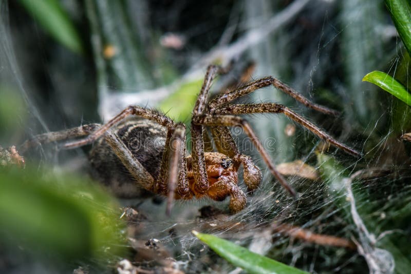 Agelena labyrinthica stock photo. Image of phobia, agelena - 118732772
