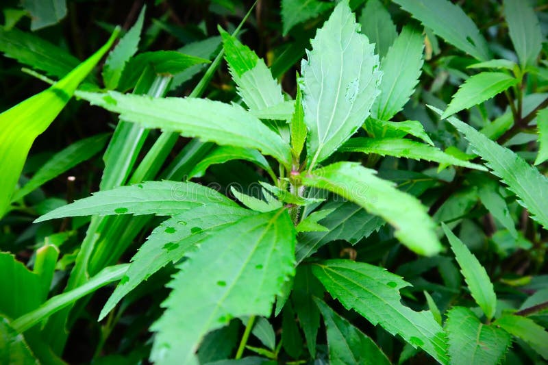 Ageratina Riparia Grass Stock Photos - Free & Royalty-Free Stock Photos ...