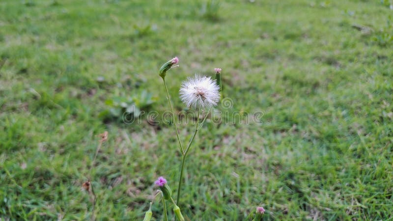 Ageratum Conyzoides Linn. or Goat Weed are Blooming Stock Photo - Image ...