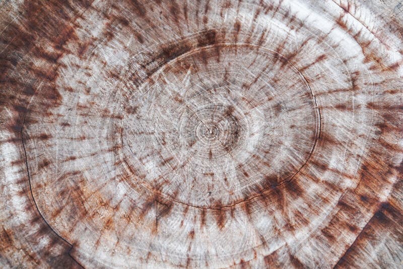 Ages Tree Trunk Slice Pattern Close Up Stock Image - Image of plant ...