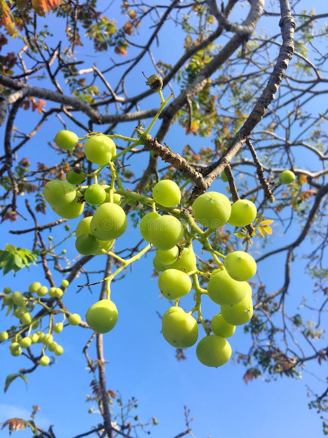 Green Aggregate Fruit with Green Leaves Behind Stock Photo - Image of ...