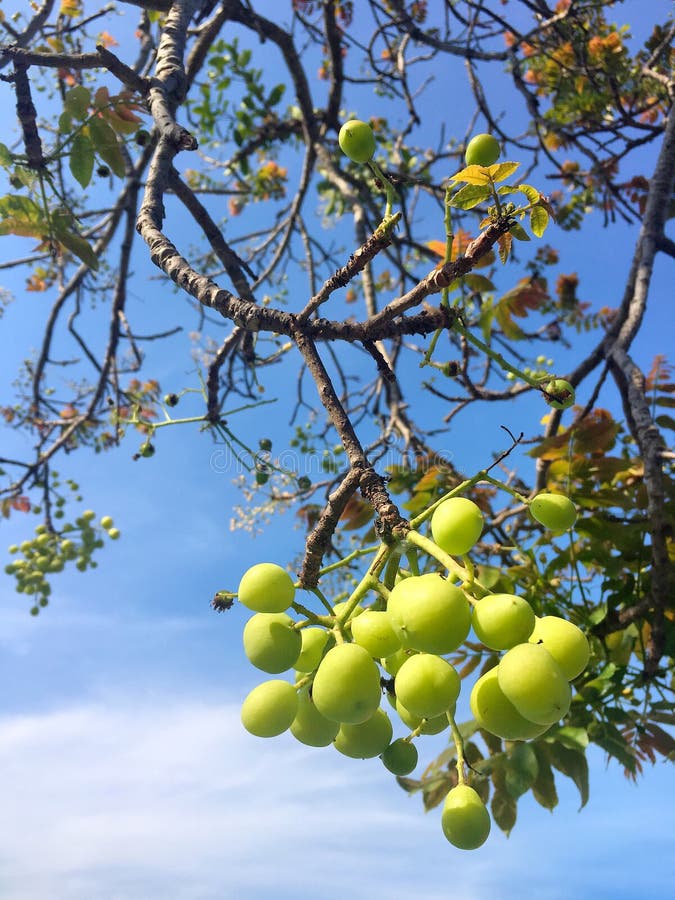 Green Aggregate Fruit with Green Leaves Behind Stock Photo - Image of ...