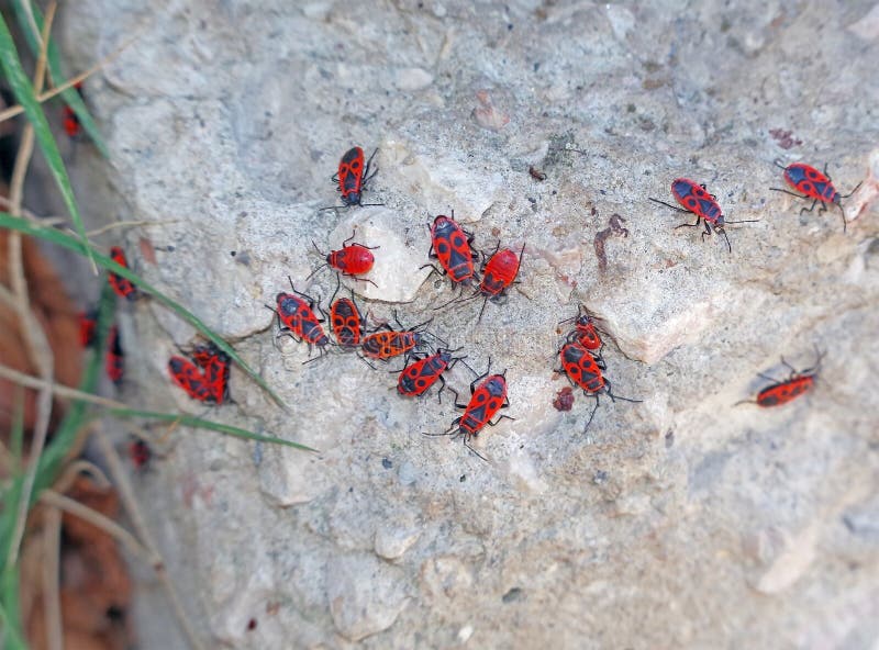 Aggregation of firebugs stock image. Image of community - 129943865